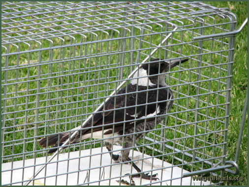 Donny Magpie - A Wild Bird Knows When To Walk Into A Cage ...
