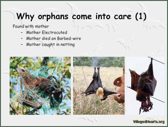 Flying Foxes - Orphan Rehabilitation Overview | WingedHearts.org