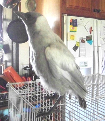 Belinda's Baby White-backed magpie | WingedHearts.org